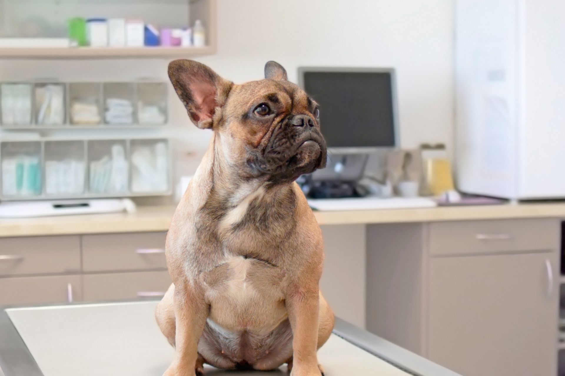 Pet Internal Medicine in Baton Rouge, LA | Bocage Animal Hospital